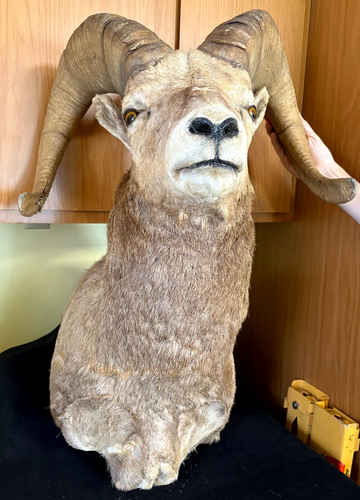 BIG Ram Head Shoulder Wall Mount Taxidermy Spiral Horns Good Condition ...