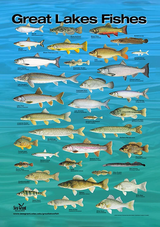 Lake Fish Chart