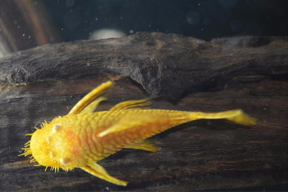 ABF SUPER KELP WAFERS,Snails,Pleco,Catfish,Veggie Wafer,Spirulina ...