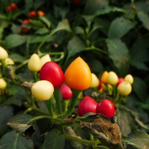 100 Ornamental Pepper Seeds Heirloom An Edible Mix Vegetable Seed ...