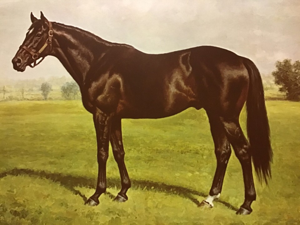 BOLD RULER Photo 15" x 12" Horse Racing SECRETARIAT | eBay