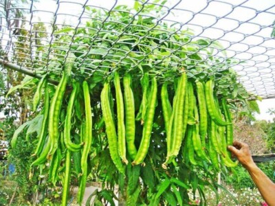 Winged Pea Asparagus Pea 6+ Seeds (XLarge) | eBay Australia