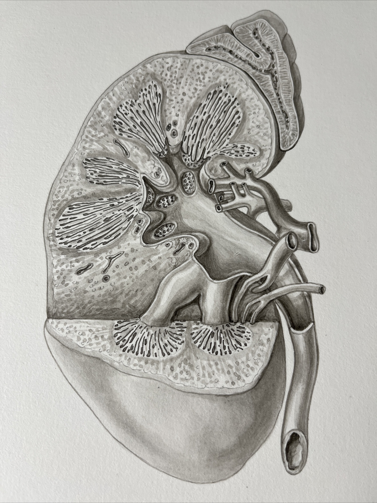 Frontalschnitt durch Niere & Nebenniere - Barbara Ruppel 1986 Anatomie ...