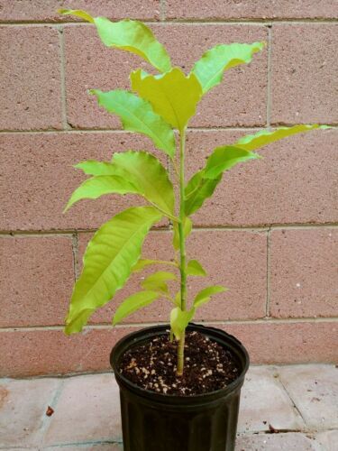 FRAGRANT LIVE PLANT Magnolia Michelia champaca Yellow Joy Perfume Tree ...