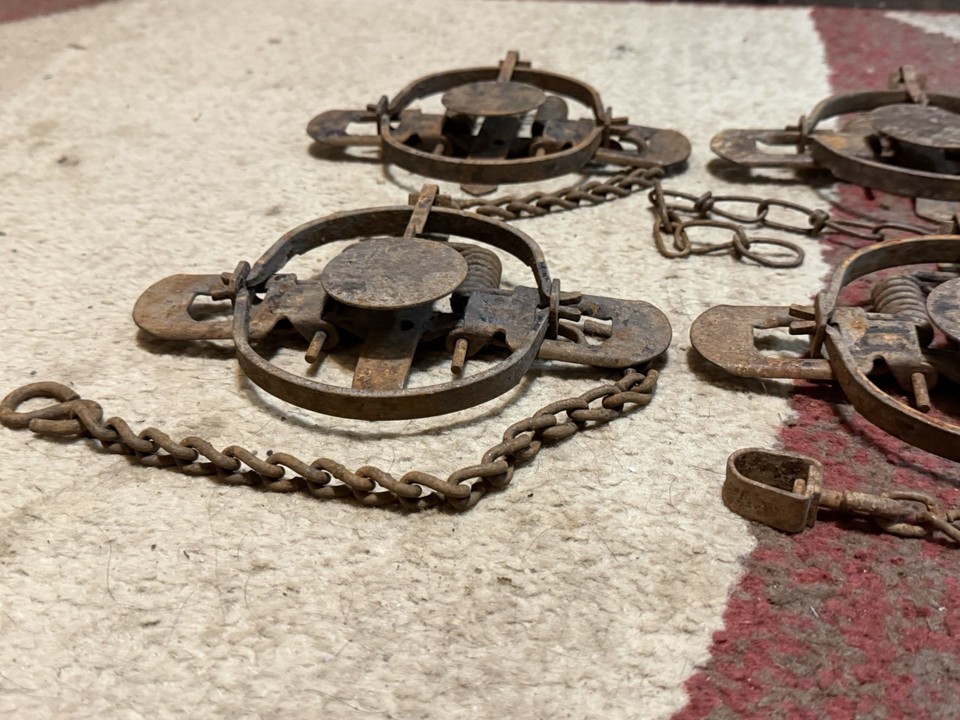 (6) Victor #1 1/2 Round Pan Coil Spring Traps Mink Raccoon Muskrat Fox ...