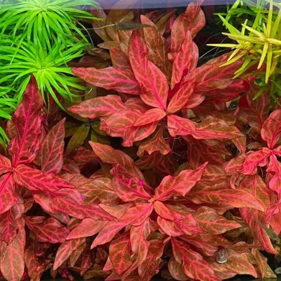 Alternanthera Rosanervig - Mid - Background Live Aquarium Aquatic Fish ...