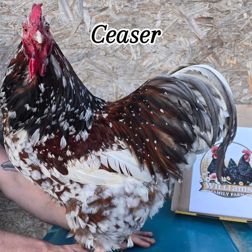 12+ Hen pick Hatching Eggs All pure color Orpingtons. | eBay