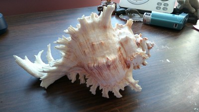 Large 7 inch Natural Marine Shell Giant Sea Clam Conch | eBay