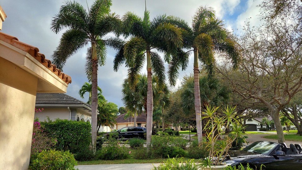 3 Full Size Foxtail Palm Trees 30 Feet Buyer Provides Move Local Pick ...