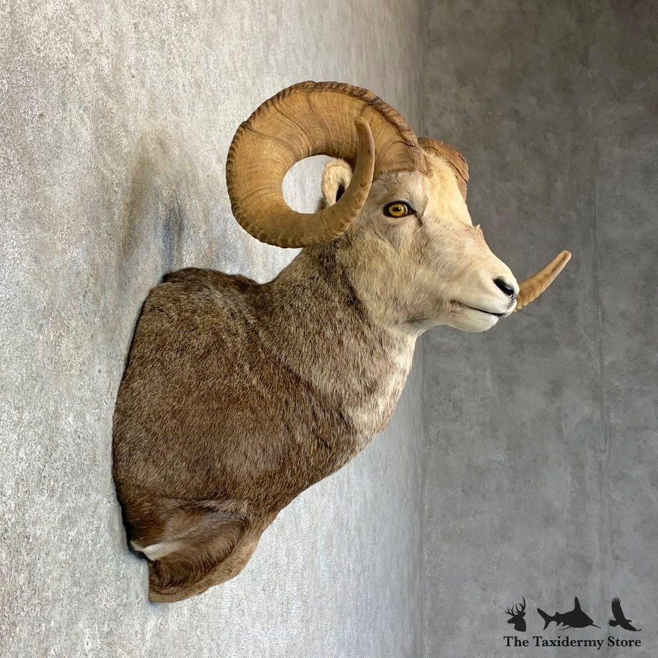 #22738 E+ | Stone Sheep Taxidermy Shoulder Mount For Sale | eBay