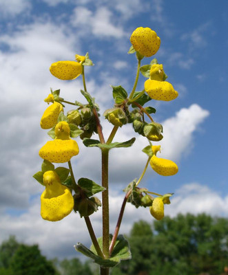Calceolaria corymbosa floccosa 20 seeds | eBay