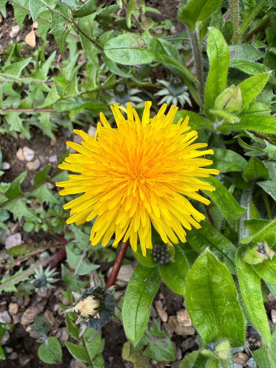 Dandelion Blossoms
