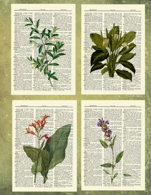 Botanical Set Vintage Dictionary Art Print Picture Flowers Nature Wall ...