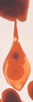 Teardrop Pro-Life Bookmark (Pack of 100) | eBay