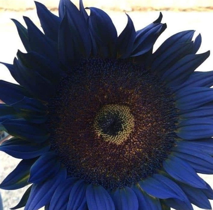 Navy Blue Sunflower Seeds Home Gardening Flower Garden Plant Seed FREE ...