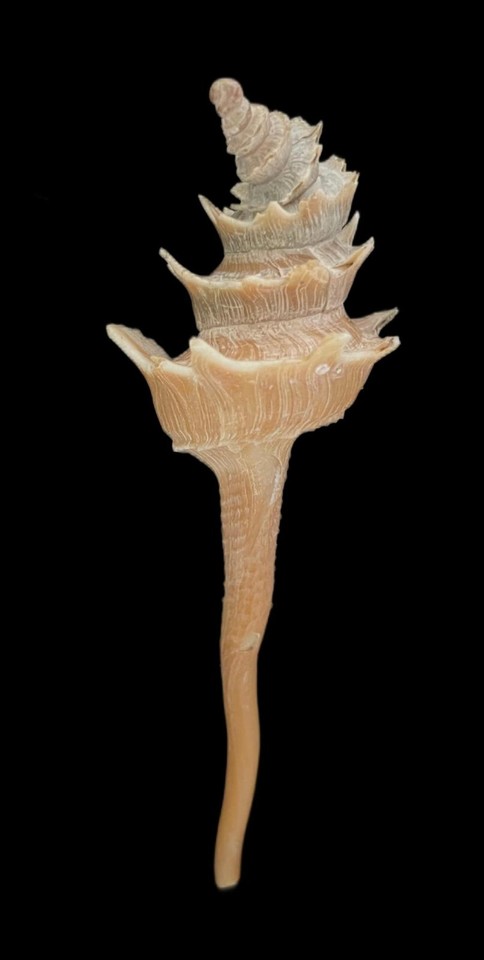 Sea shells Columbarium pagoda 66mm RARE | eBay