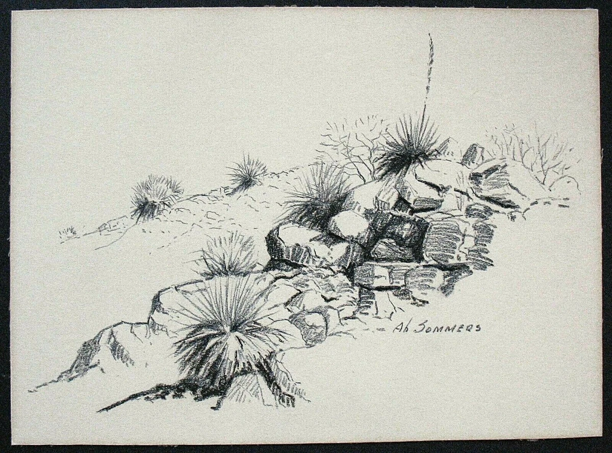 Yucca Flower Drawing