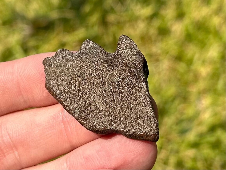 NICE Fossil Lungfish Tooth from Niger Cretaceous Dinosaur Age Fossil ...