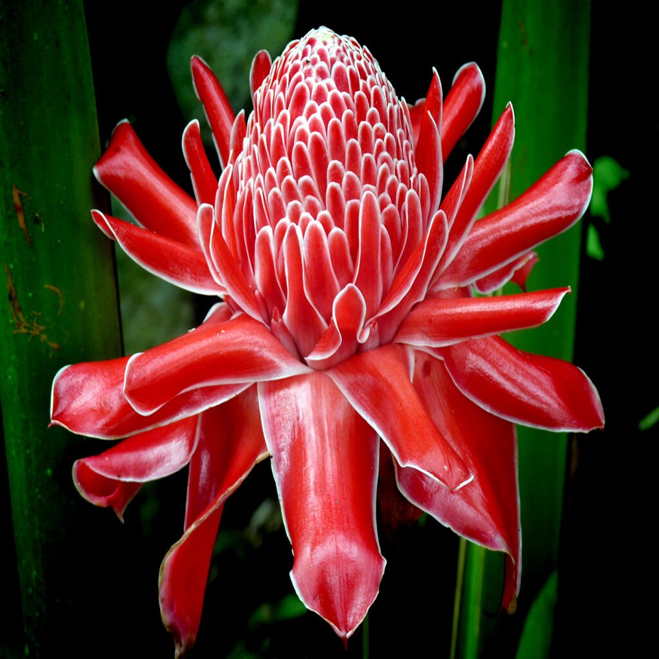 10 RED TORCH Ginger Seeds (Etlingera elatior) Flower Tropical Garden ...