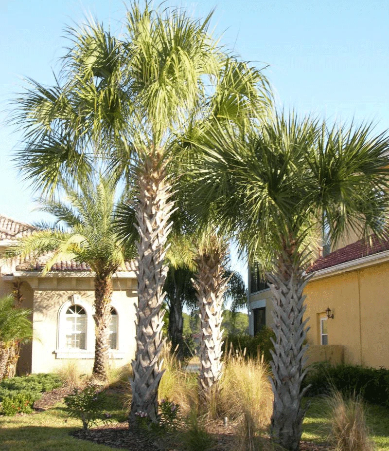 Texas Sabal Palm