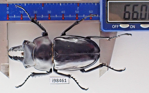 i98461. Insects, Lucanidae: Neolucanus sp. Vietnam North. 66mm? | eBay