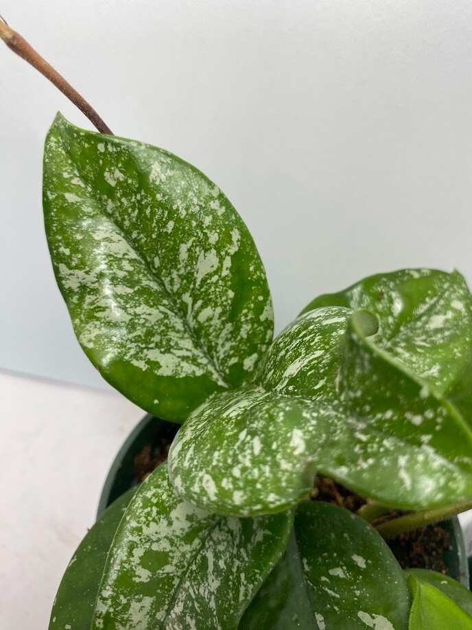 Hoya Carnosa Freckled Splash potted. Hard to find! NEW low price! | eBay