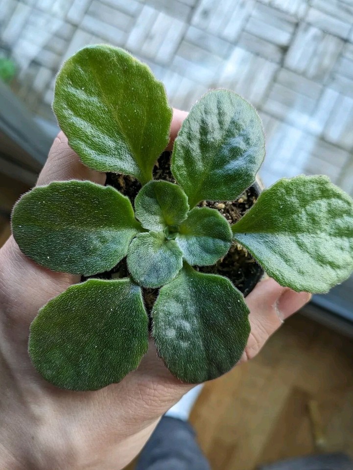 Primulina Leprosa | eBay