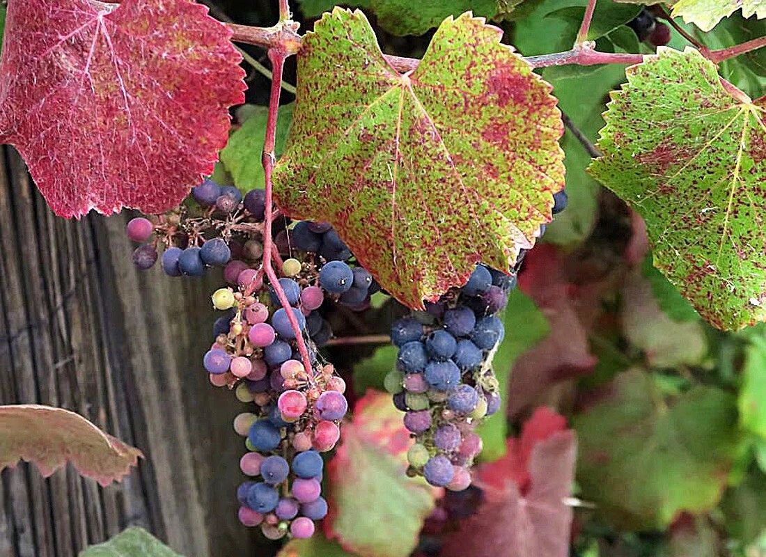 Wild Grape Seeds