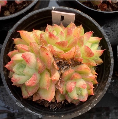 Multiple heads Succulent Live Plants Echeveria Queen Rose Garden Mini ...