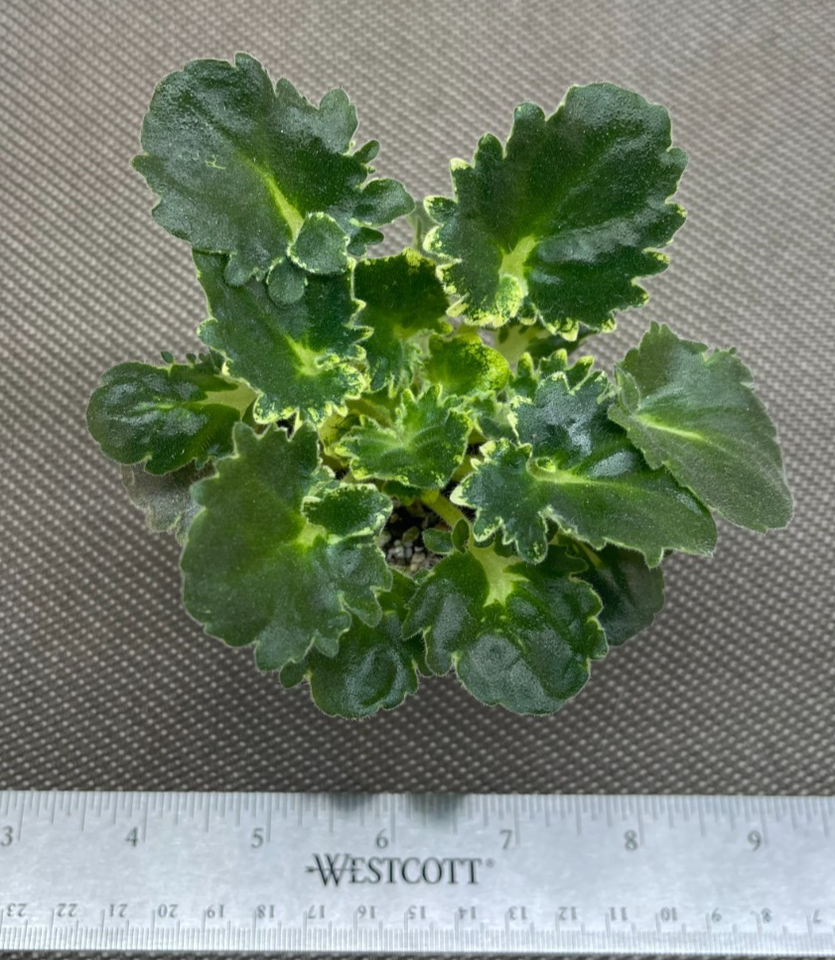 African Violet Plant - Fay‘s Rachel ~ Chimera variegated girl foliage ...