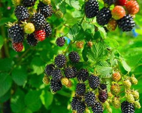 3 Southern Wild Blackberry Bush Live Starter Plants Bare Root Edible ...
