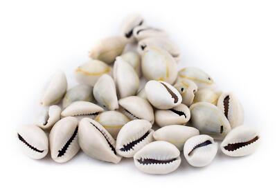 Drilled Cowrie Shells Large 22mm White Unusual | eBay
