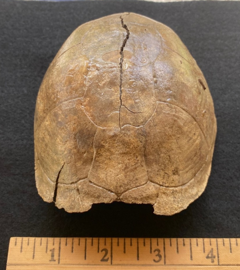 Real Turtle Shell - Box Turtle Tennessee Pond Natural Science Gift ...