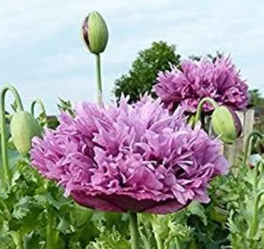 Poppy PURPLE FRILLY Breadseed Large Pods Reseeds Pollinators Organic ...