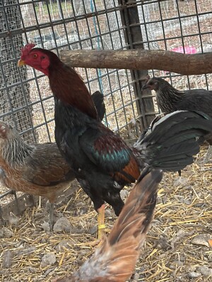 SALE! 8 Assorted Large COBRA ASIL hatching eggs(ASEEL) | eBay