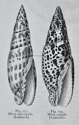 Ocean World MITRA EPISCOPALIS & PAPALIS Original Victorian Print ...