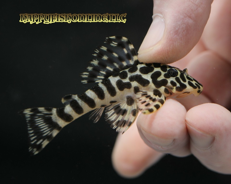 BREEDING PAIR OF L134 LEOPARD FROG PLECOS! FAT YOUNG ADULTS! CB LIVE ...