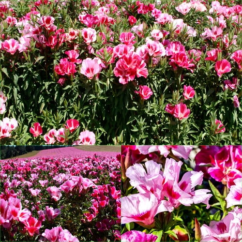 GODETIA TALL DOUBLE MIXED 175+ Seeds Grow FLOWERS Beautiful GARDEN ...