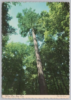 State View~White Pine From Below~State Tree Michigan~Continental ...