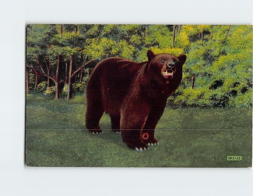 Postcard Native Black Bear in wild state, Central Adirondack Mountains ...