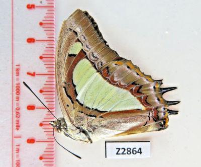 Nymphalidae