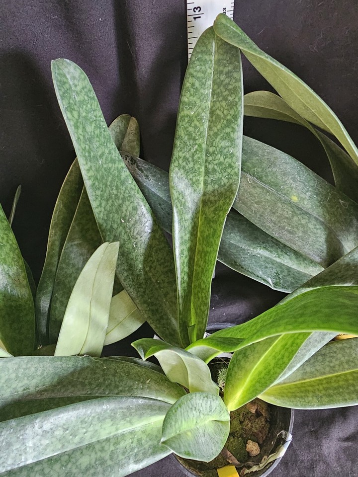 Paphiopedilum Rolfei Blooming Size Novelty Multifloral Paph. | eBay