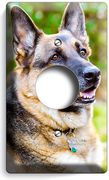 Light German Shepherd