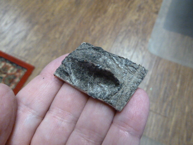 (G502-120) 1-1/8" Gator ALLIGATOR BACK SCUTE bone bones HIDE scutes ...