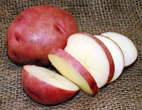 Potato Seeds Red Seed Potatoes 1 Pound Sprouted Certified Ready for ...