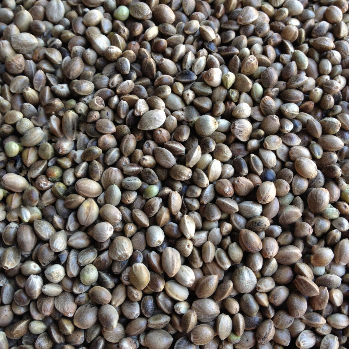 Hanf für Futterzwecke Vogelfutter von Paul's Mühle | eBay.de