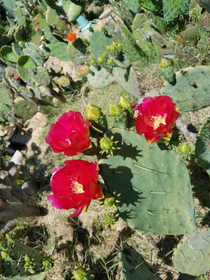 One Cutting PRICKLY PEAR CACTUS - OPUNTIA 'FRUIT PUNCH' VAR ALTA Bright ...