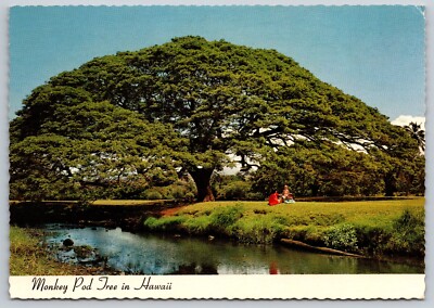 Postcard Hawaii Monkey Pod Tree 32D | eBay