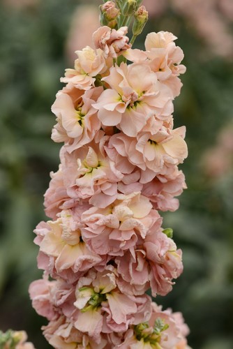 Column Stock Apricot Seeds - 25 Seeds Per Packet, Non-GMO | eBay