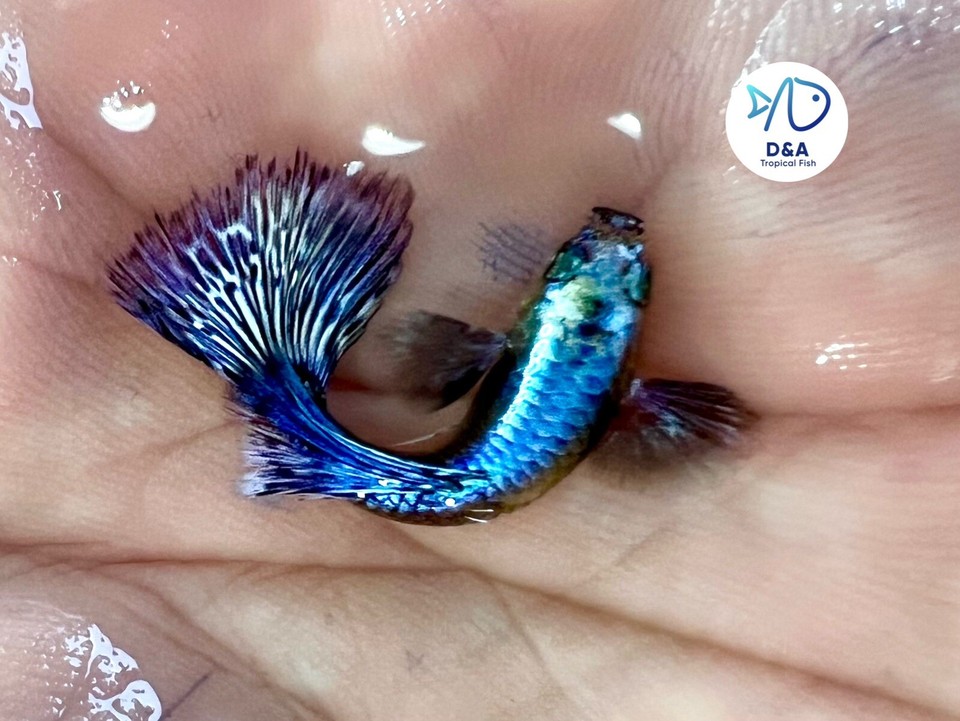 1 Pair - Purple Dragon Halfmoon VIP Live Aquarium Guppy Fish High ...